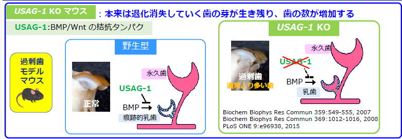 再生医療ベンチャー#77 トレジェムバイオファーマ | 再生医療.net