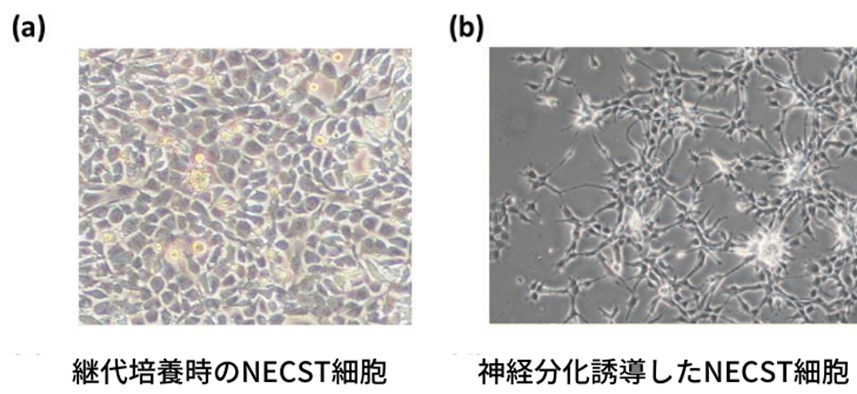 NEcST細胞 | 再生医療.net