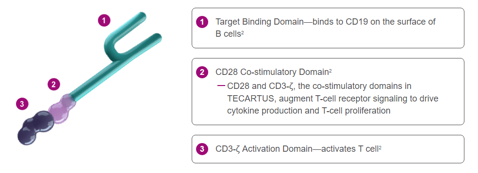 海外再生医療製品#2 Tecartus | 再生医療.net
